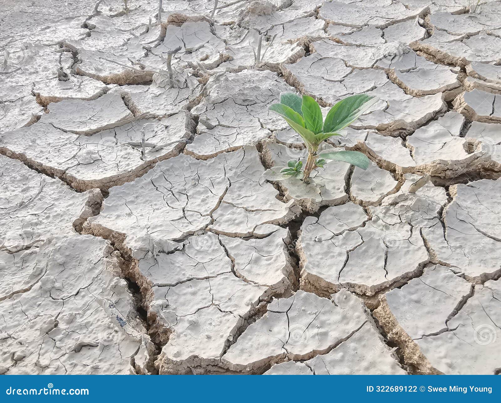 Wild Weed Vegetation Sprouting from the Crack Dried Ground Stock Photo ...