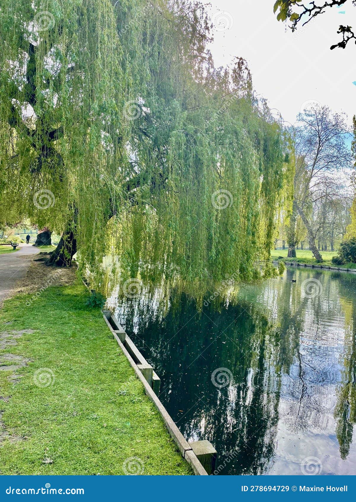 Willow Tree Overhanging a Lake Stock Image - Image of river, summer ...