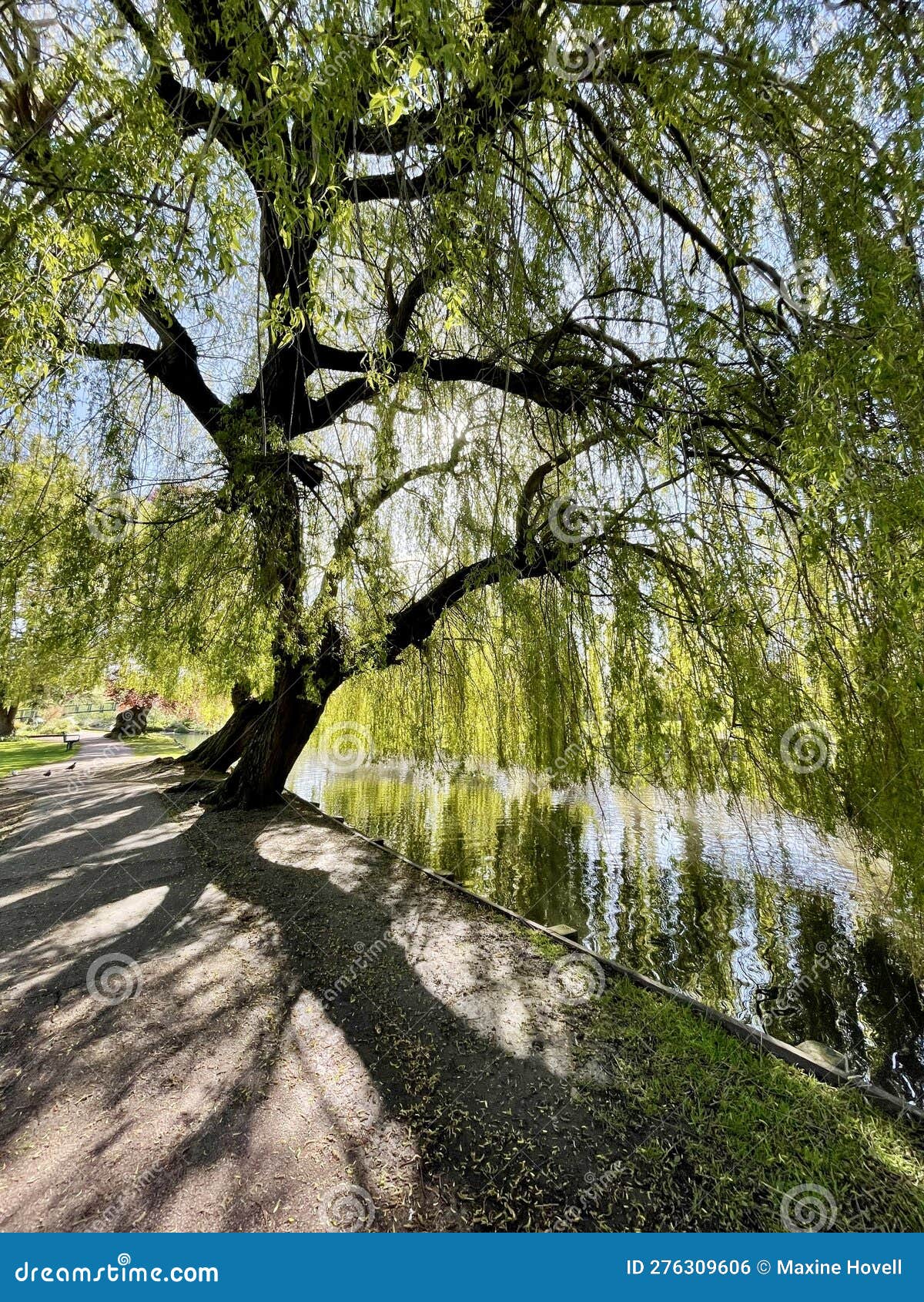 Willow Tree on a Warm Spring Day Stock Photo - Image of lake, leaf ...