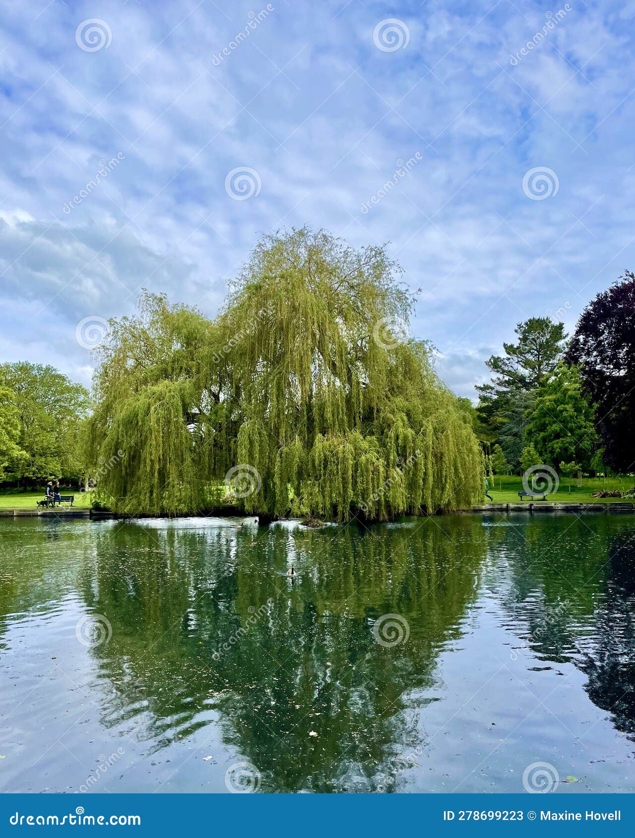 Willow tree on a lake stock image. Image of water, england - 278699223