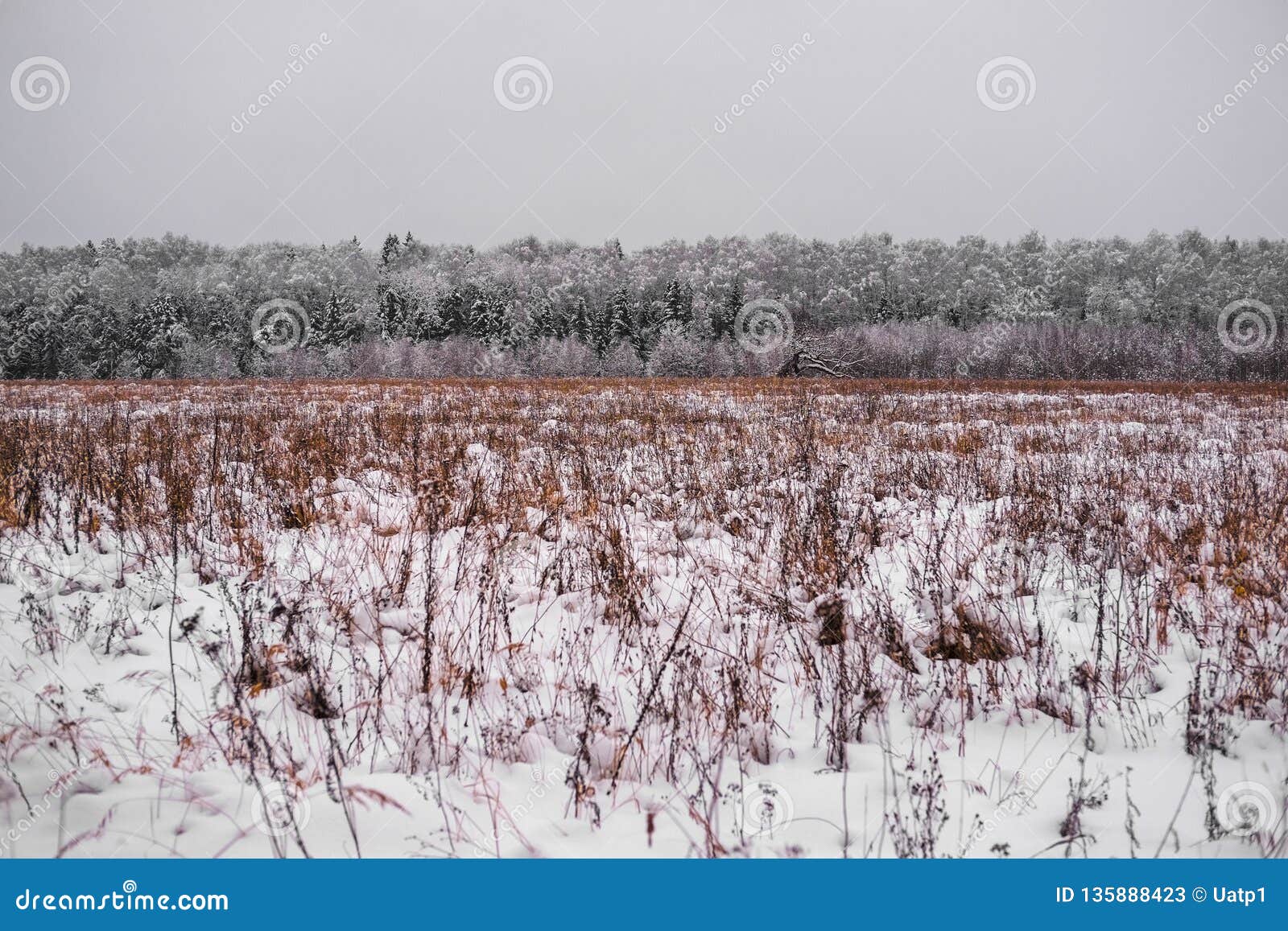 Image of a winter field stock image. Image of peaceful - 135888423
