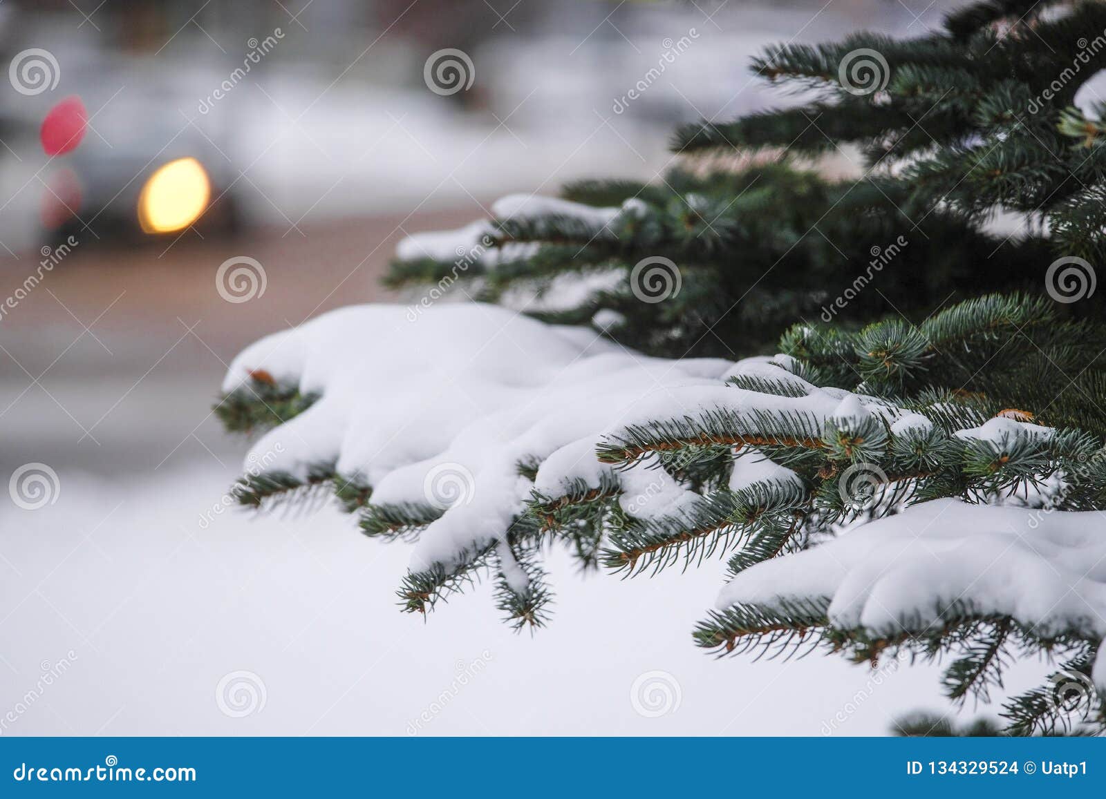 Image of a winter pinetree stock photo. Image of evening - 134329524