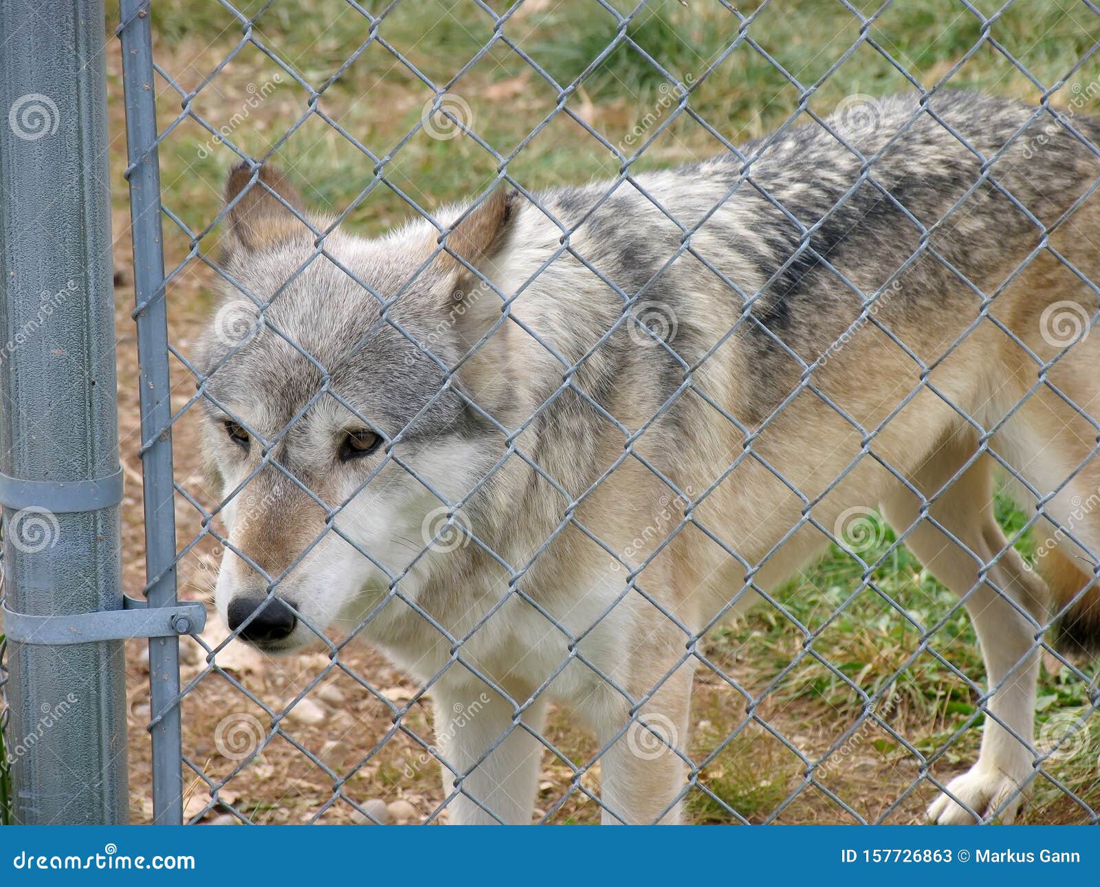 Wolf behind a fence stock image. Image of areas, protected - 157726863