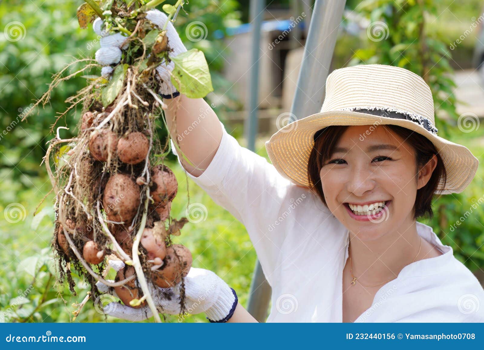 Image of a Woman Harvesting Potatoes Stock Photo - Image of food ...
