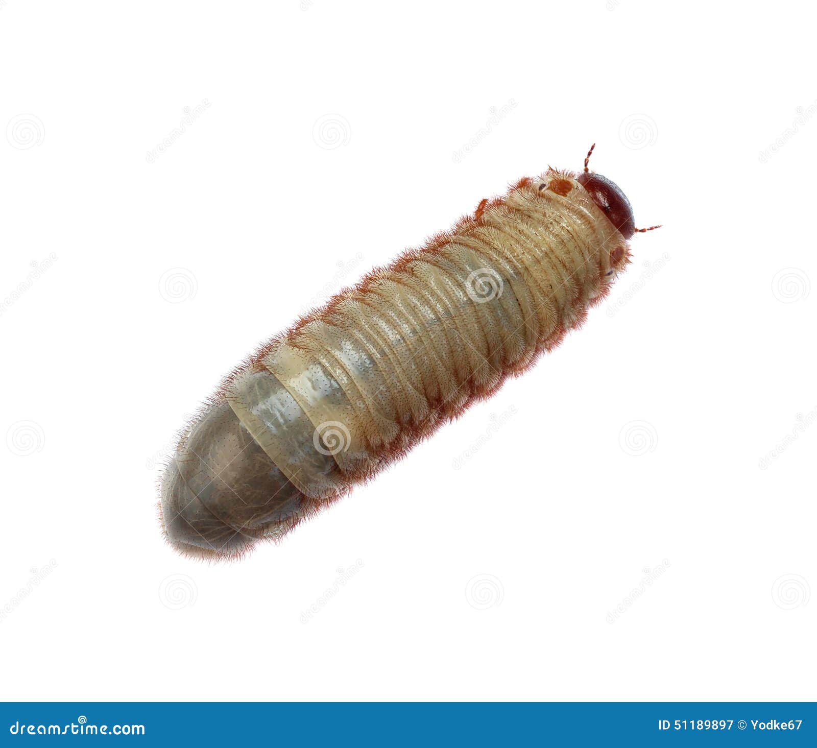 Image of worm beetle stock image. Image of larva, agriculture - 51189897