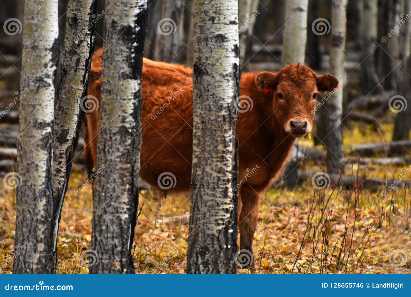 Beef Cattle Background stock photo. Image of landscape - 128655746