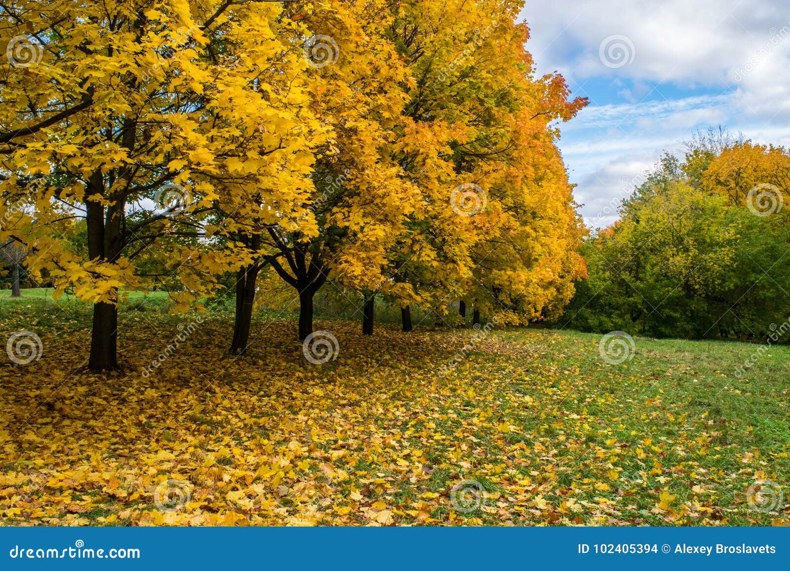 Image of Yellow Autumn Maple Trees in the Park Stock Photo - Image of ...