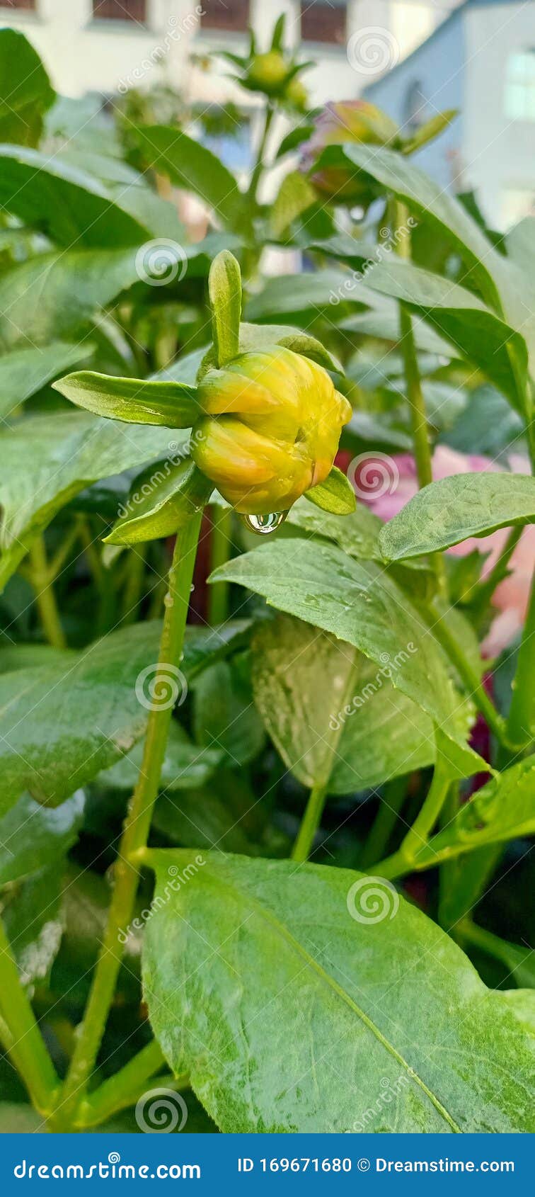 Yellow bud with water drop stock photo. Image of level - 169671680