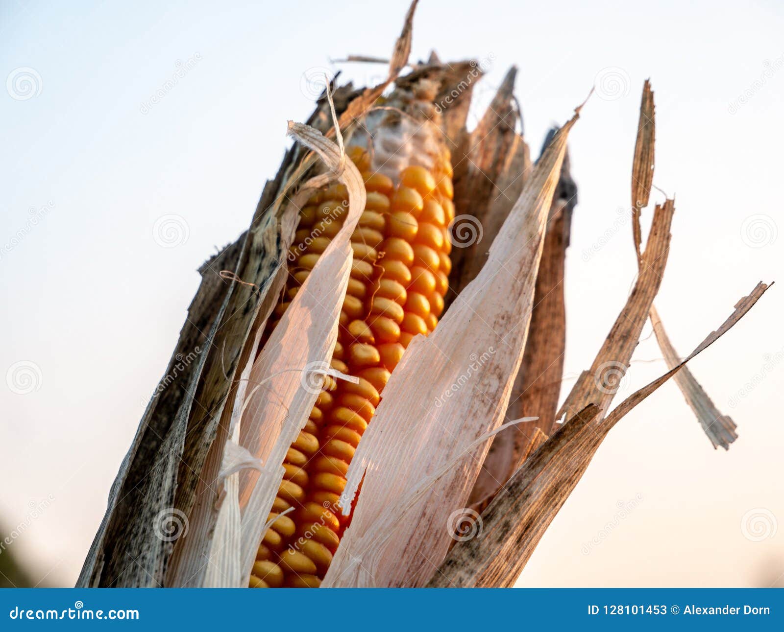 Image of Yellow Corncob in the Nature Stock Image - Image of ...