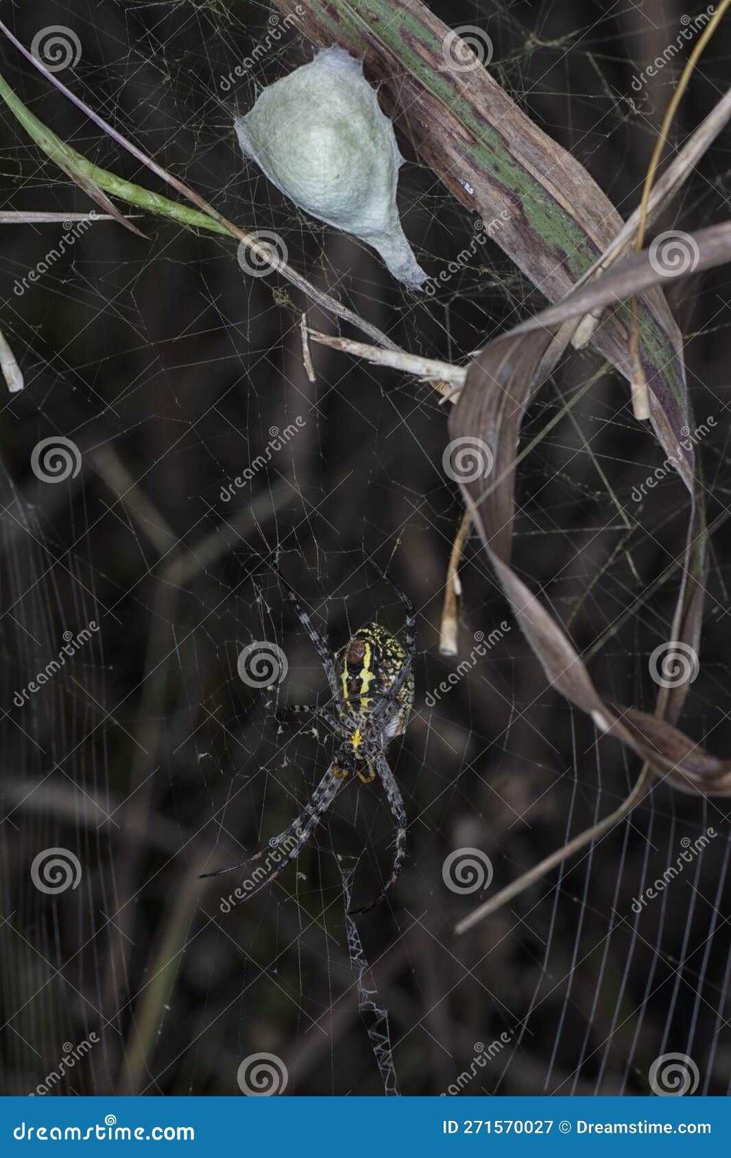 Yellow Garden Spider and the Egg Sac Hanging on the Web. Stock Image ...
