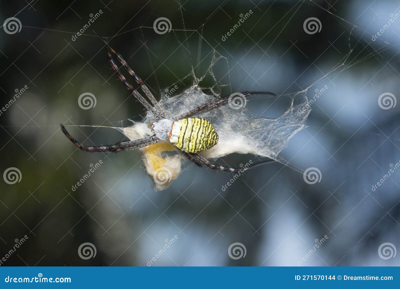 Yellow Garden Spider and the Egg Sac Hanging on the Web. Stock Photo ...