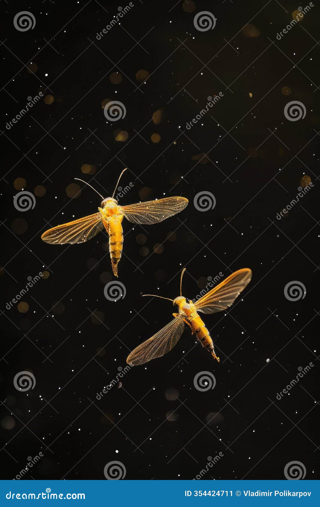 Image of Yellow Moths in Flight. Suitable for Nature and Wildlife ...