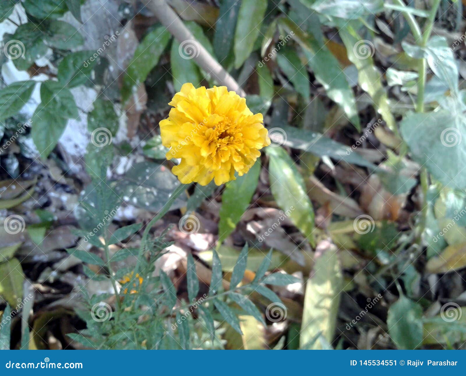 This is the Image of Yellow One Marigold Flower with Green Leafs Stock ...