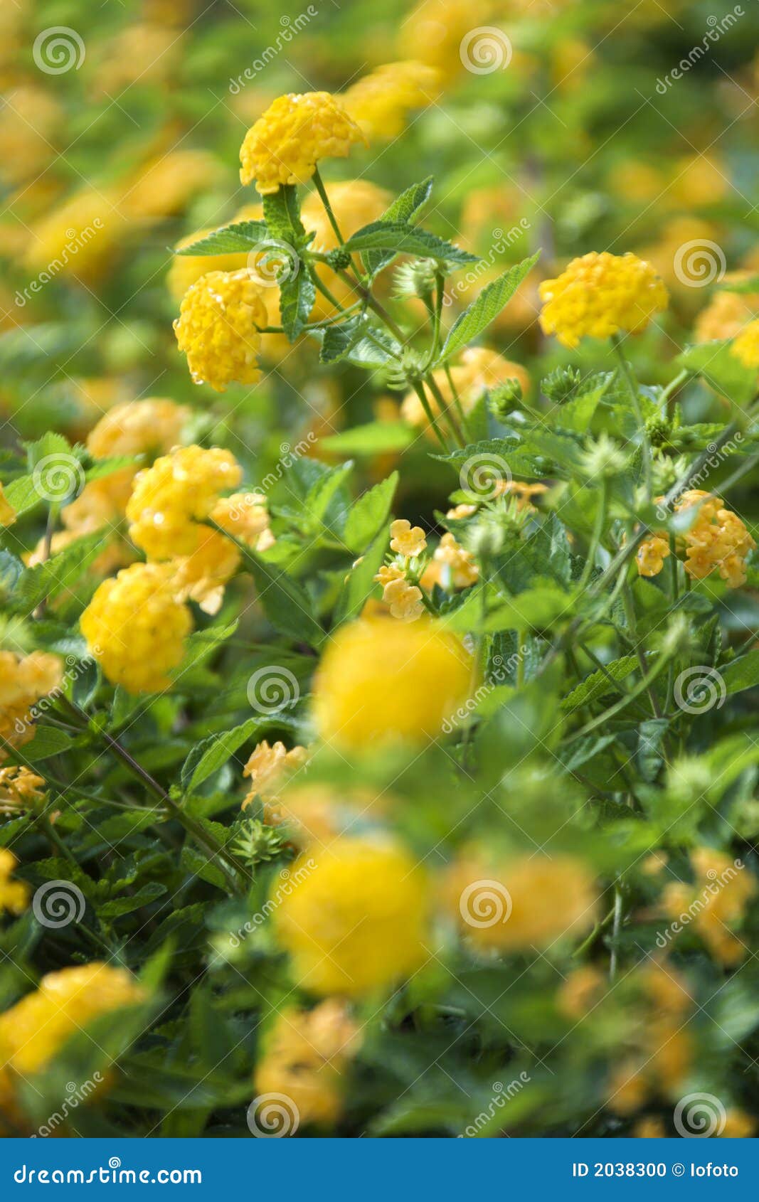 Yellow Freesia Bush
