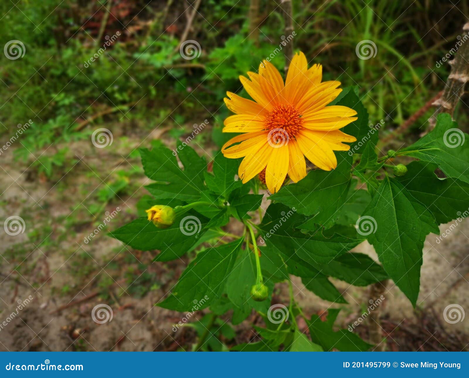 Image of the Yellow Tithonia Diversifolia Flower Stock Image - Image of ...