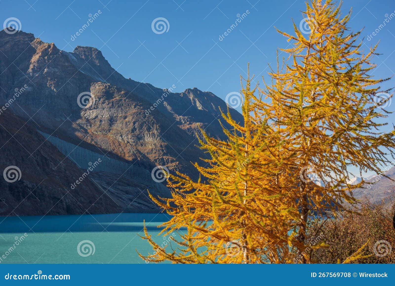 Image of Yellow Tree with Mountains and Water Surface Behind in Saas ...