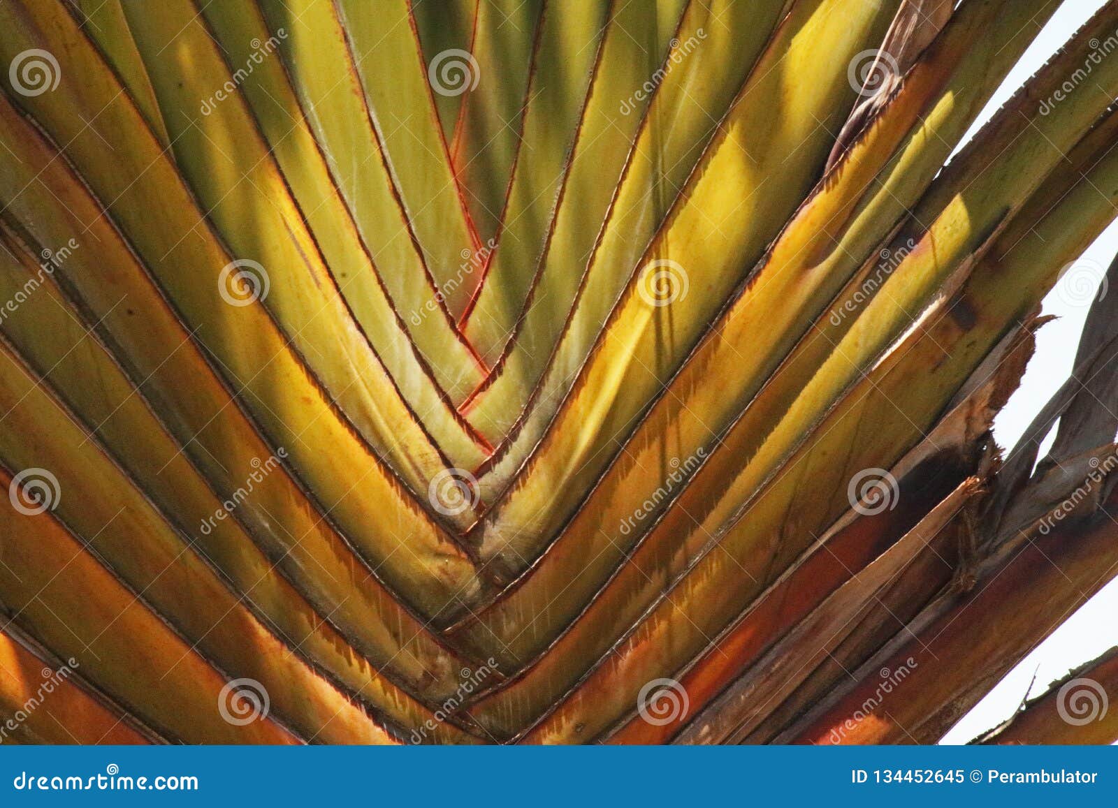 CLOSE VIEW of BASE of PALM LEAF Stock Image - Image of segment, leaves ...