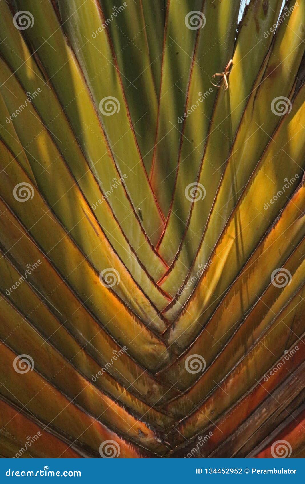PATTERN at BASE of PALM LEAF Stock Photo - Image of leaves, beautiful ...