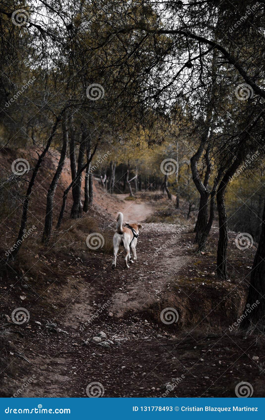 Dog run in the forest stock image. Image of forest, happy - 131778493