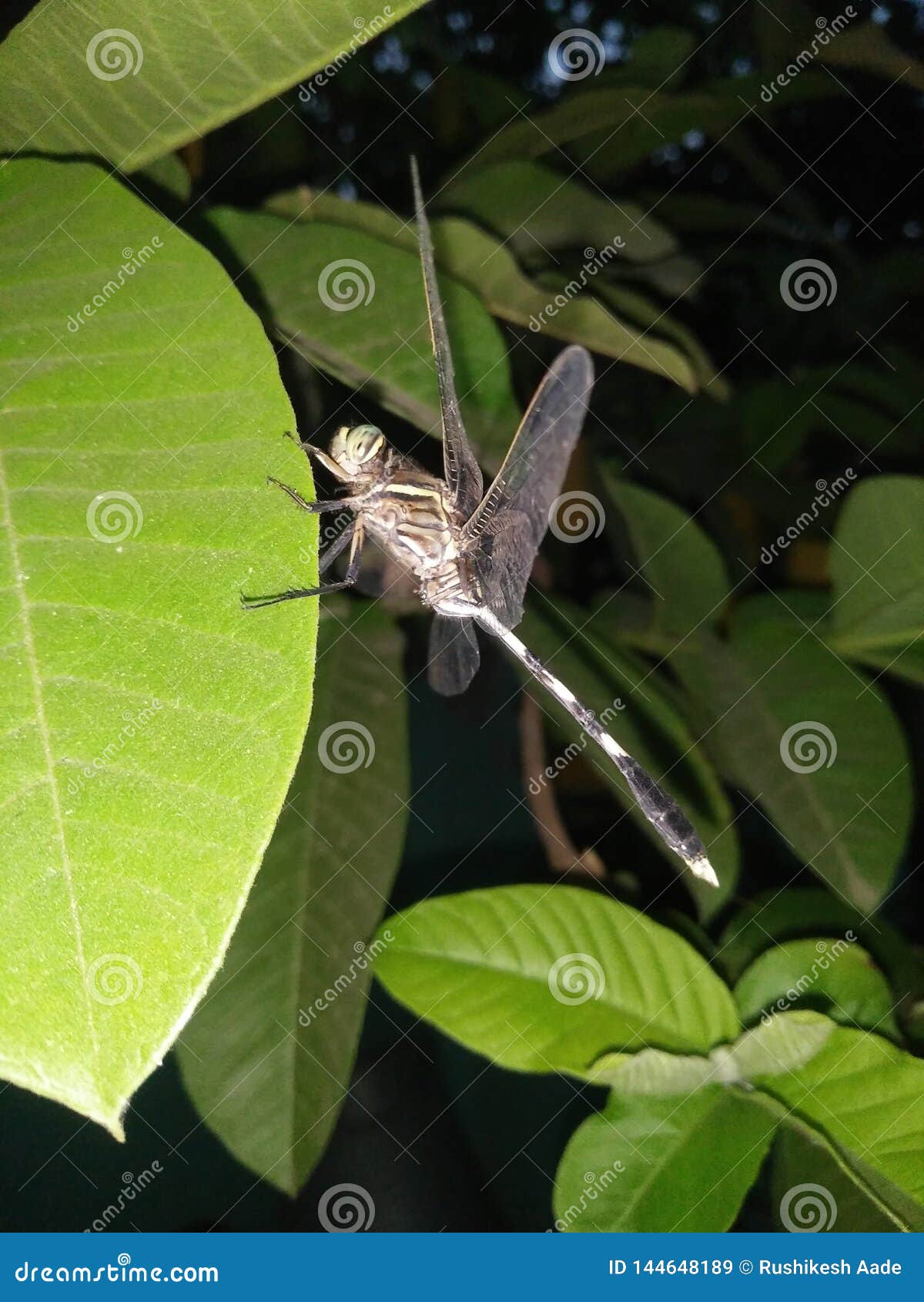 The Dragonfly on the Leaf at Night Stock Image - Image of insect, plant ...