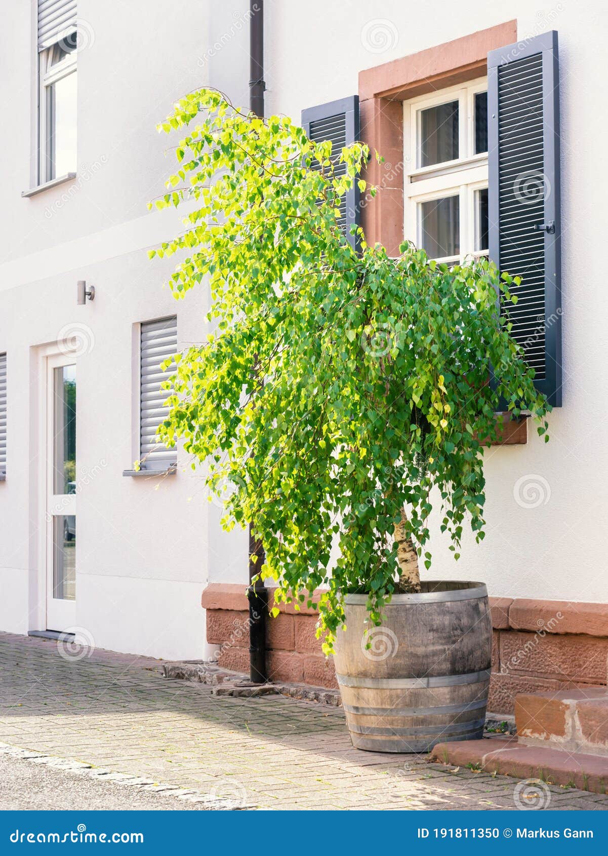 Young Birch Tree in a Big Pot Stock Photo - Image of small, urban ...