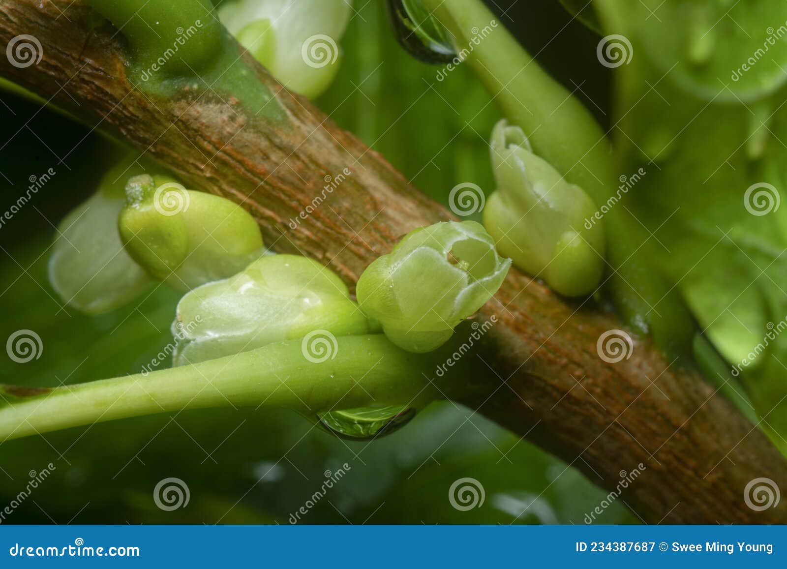 Young Buds Sprouting from the Stem. Stock Image - Image of bush, apical ...
