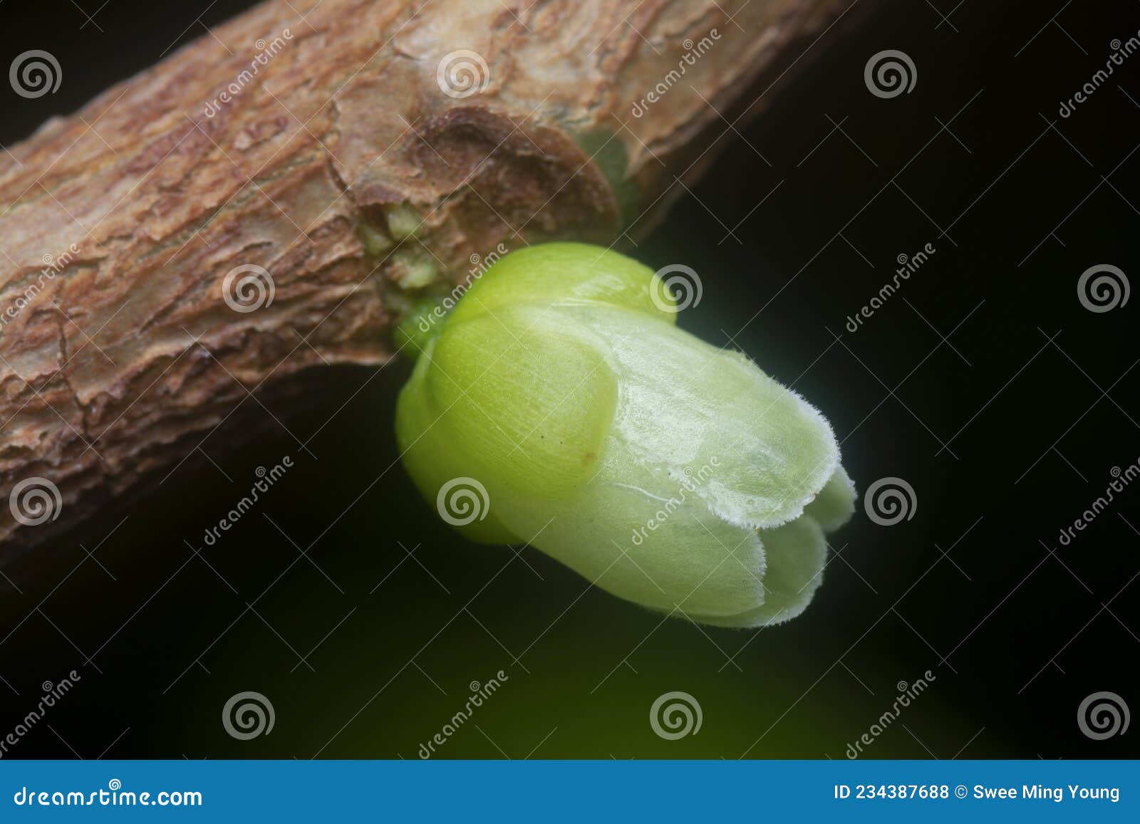 Young Buds Sprouting from the Stem. Stock Photo - Image of environment ...