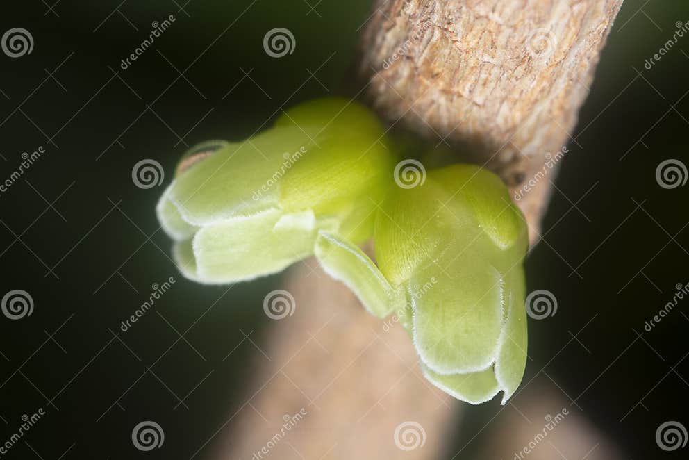 Young Buds Sprouting from the Stem. Stock Photo - Image of dormant ...