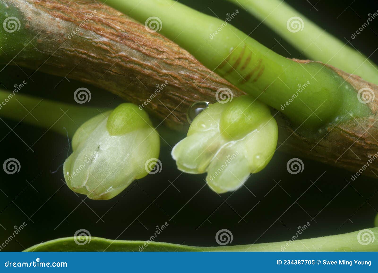 Young Buds Sprouting from the Stem. Stock Image - Image of fruit, bush ...