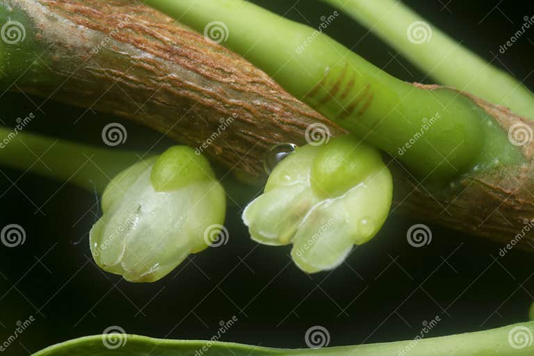 Young Buds Sprouting from the Stem. Stock Image - Image of fruit, bush ...