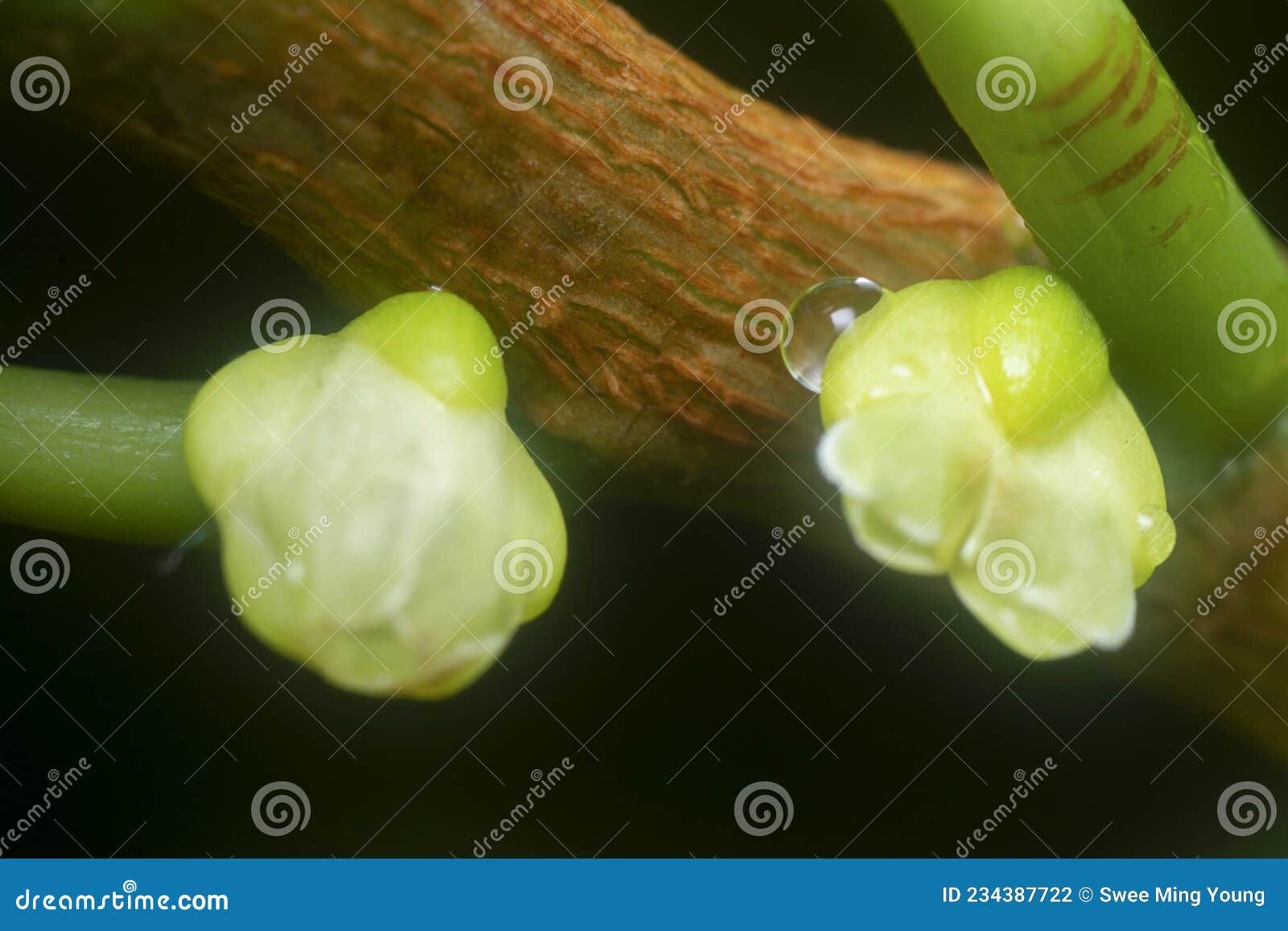 Young Buds Sprouting from the Stem. Stock Photo - Image of budding ...