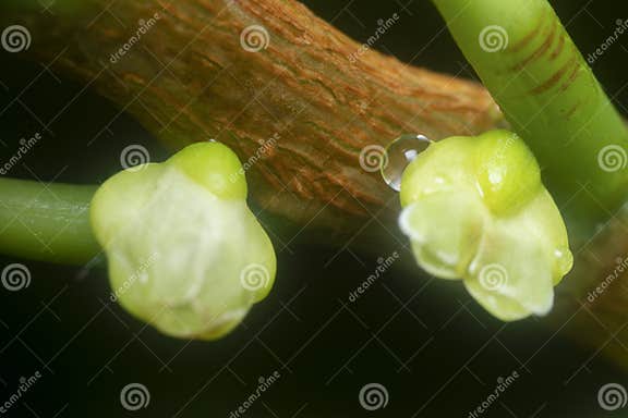 Young Buds Sprouting from the Stem. Stock Photo - Image of budding ...