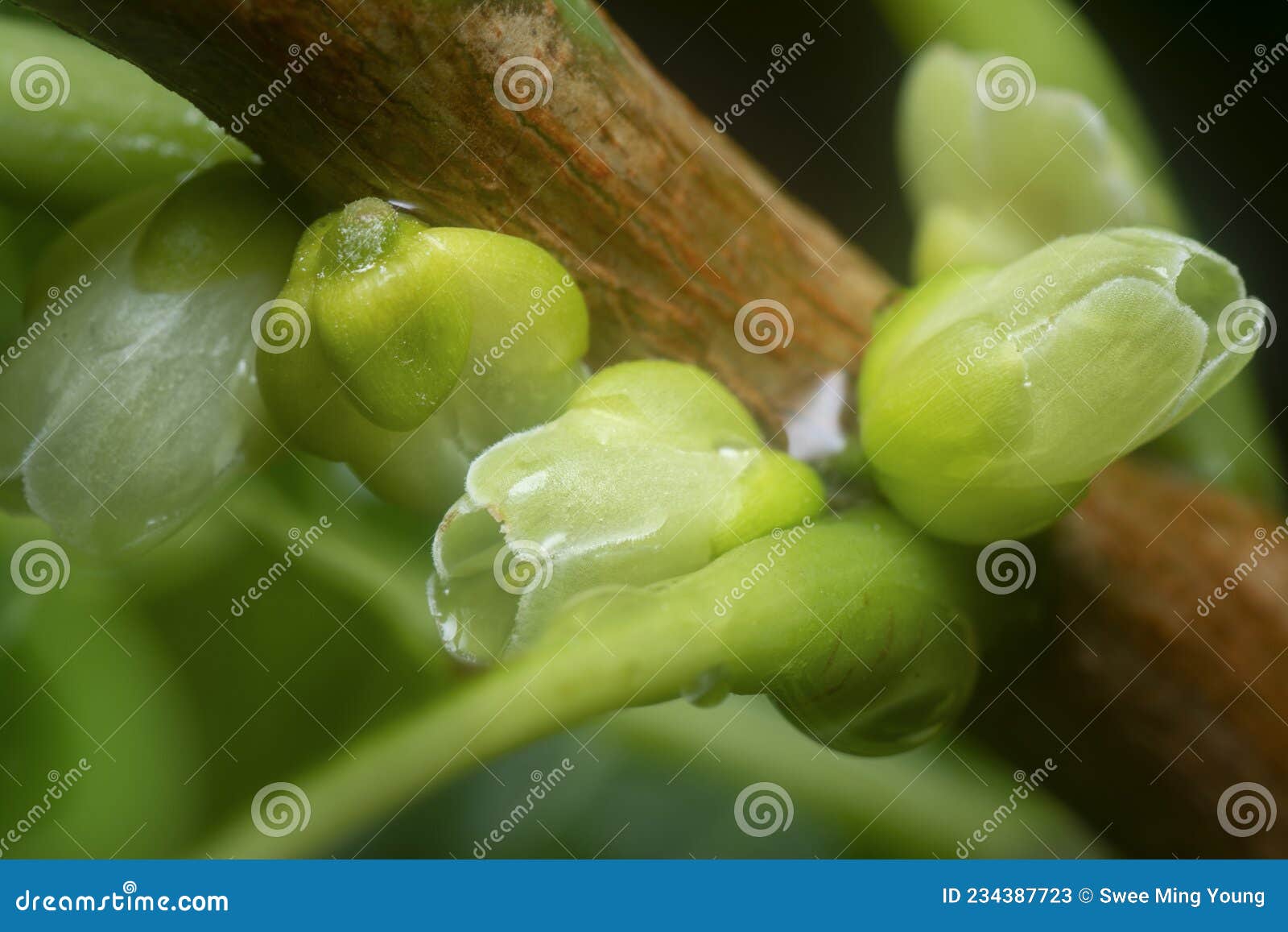 Young Buds Sprouting From The Stem. Royalty-Free Stock Photo ...