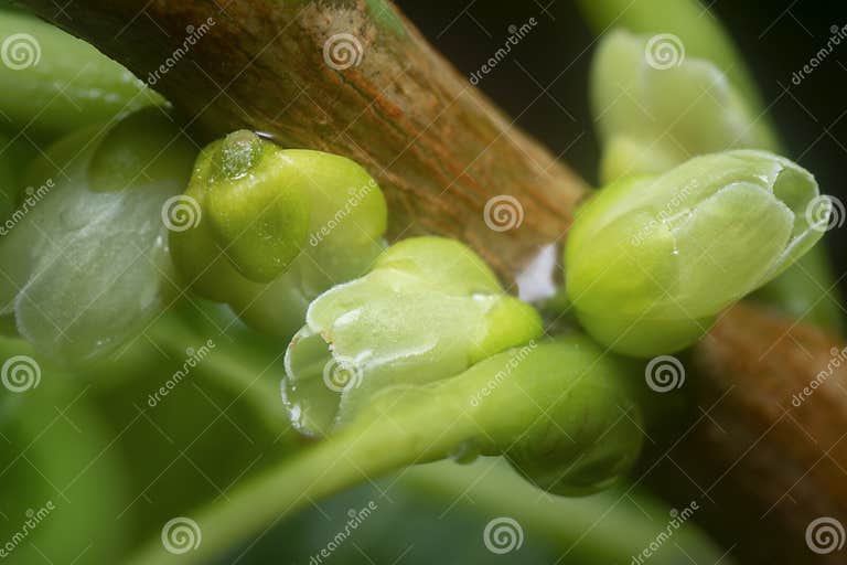 Young Buds Sprouting from the Stem. Stock Image - Image of environment ...