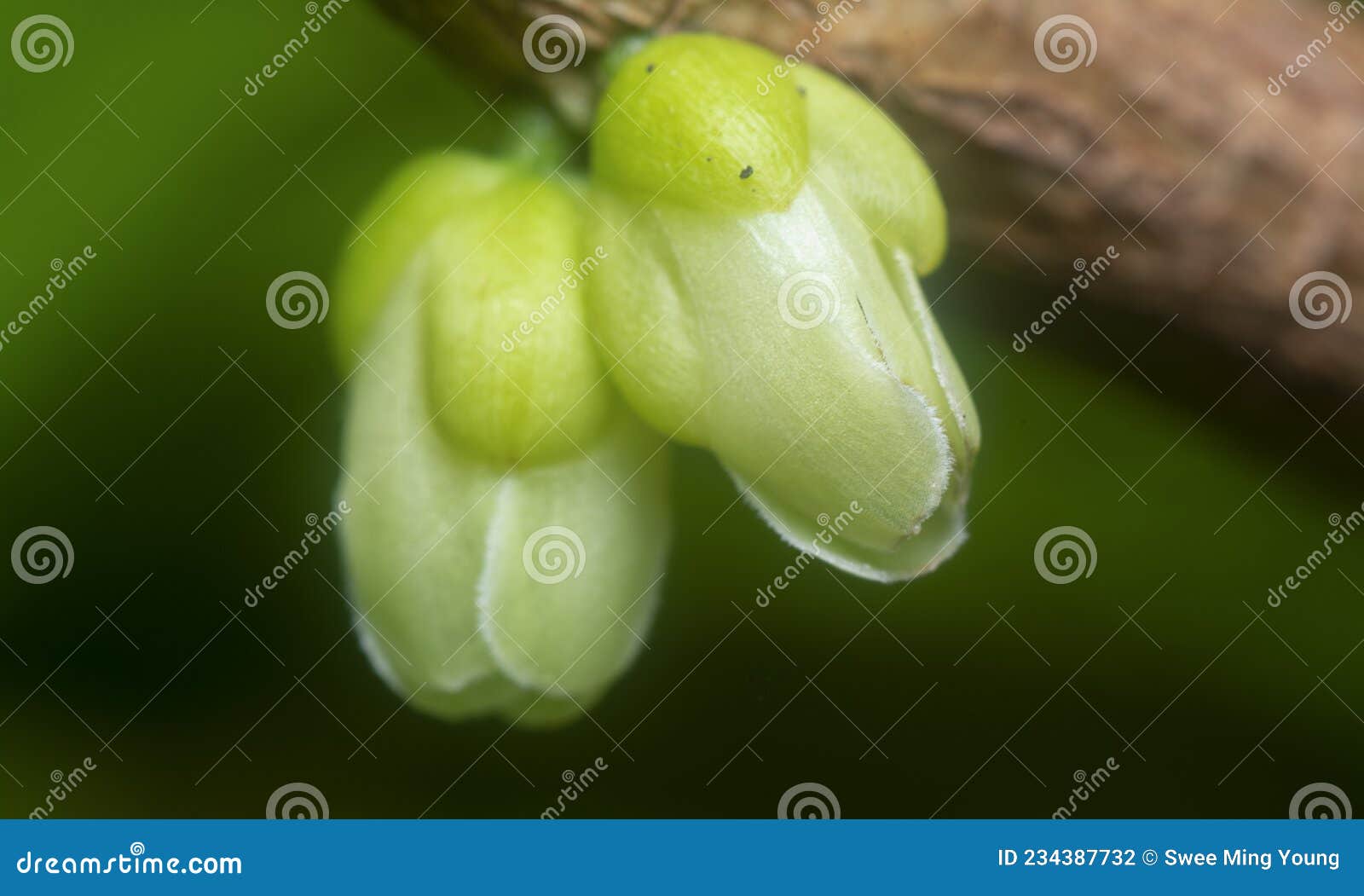 Young Buds Sprouting from the Stem. Stock Photo - Image of fruit, flora ...