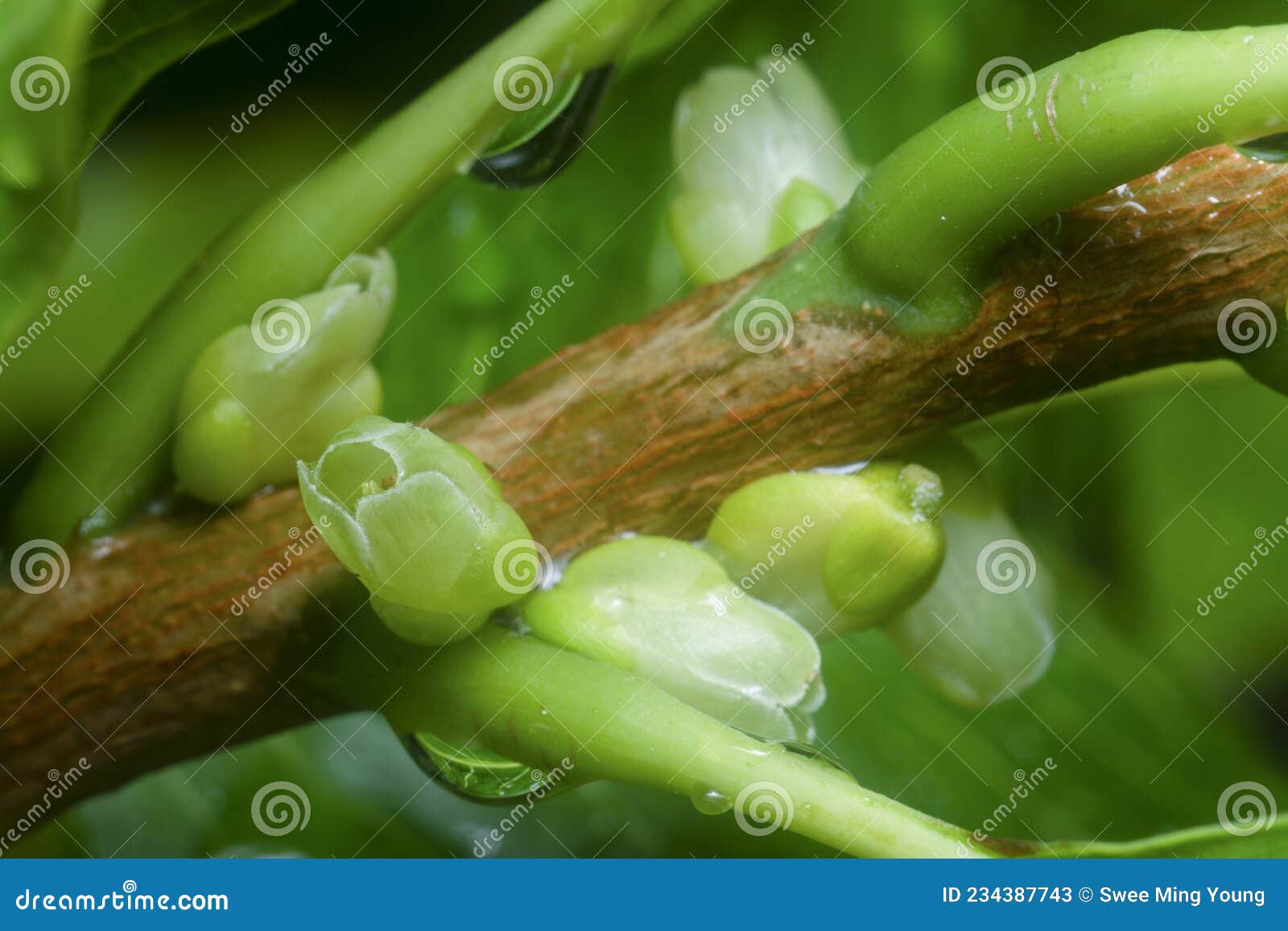 Young Buds Sprouting from the Stem. Stock Image - Image of leave ...
