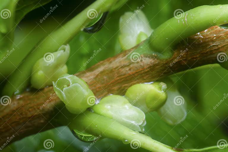 Young Buds Sprouting from the Stem. Stock Image - Image of leave ...
