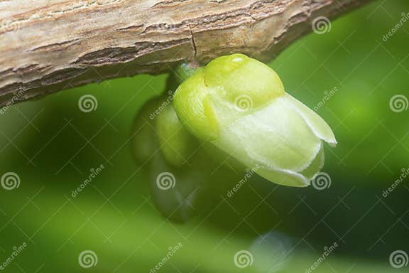 Young Buds Sprouting from the Stem. Stock Image - Image of leave ...