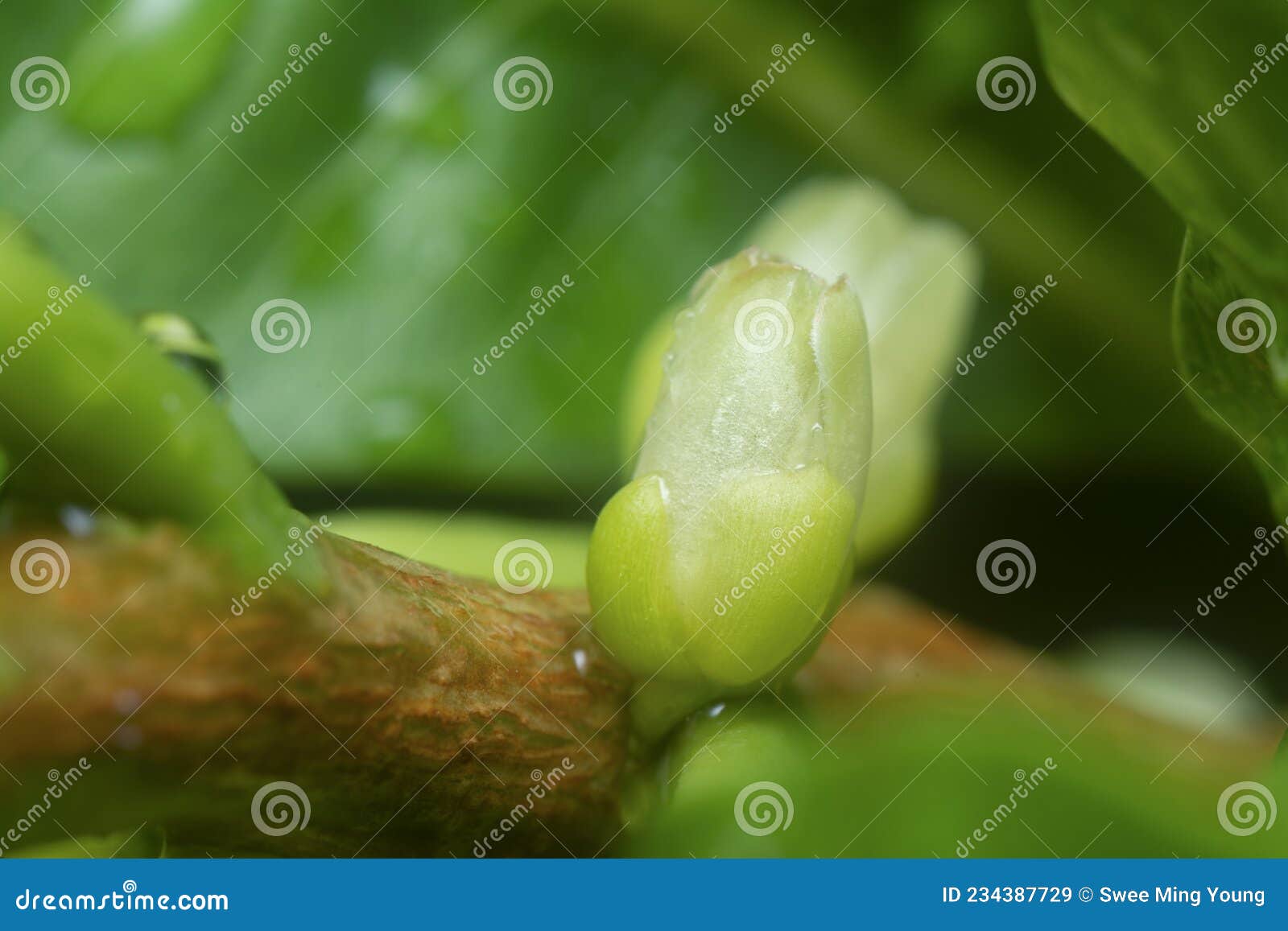 Young Buds Sprouting from the Stem. Stock Image - Image of blossom ...