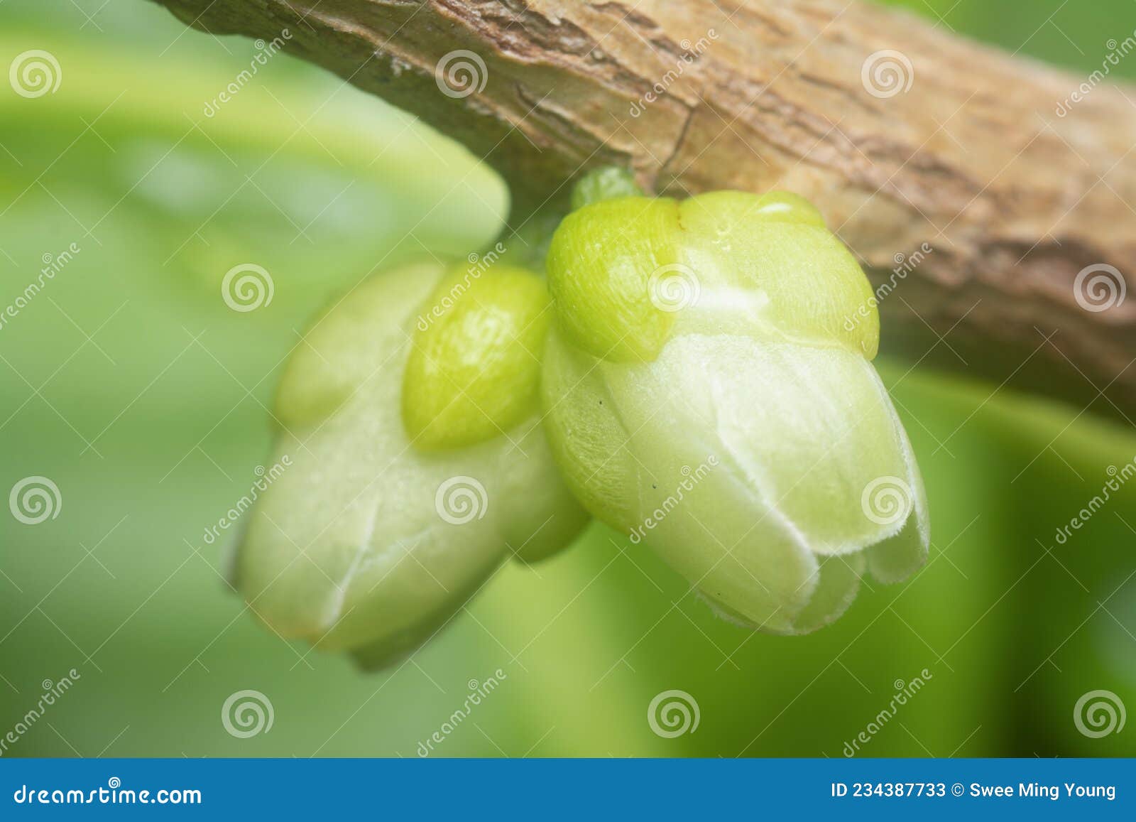 Young Buds Sprouting from the Stem. Stock Image - Image of lateral ...
