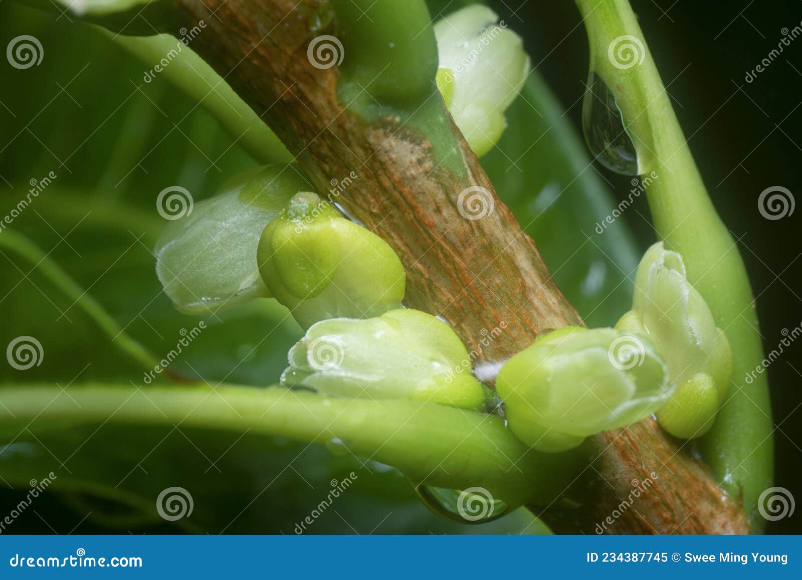 Young Buds Sprouting from the Stem. Stock Image - Image of natural ...