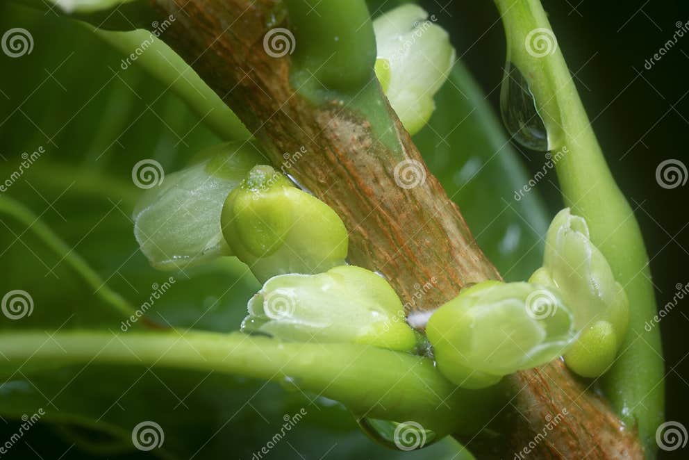 Young Buds Sprouting from the Stem. Stock Image - Image of natural ...
