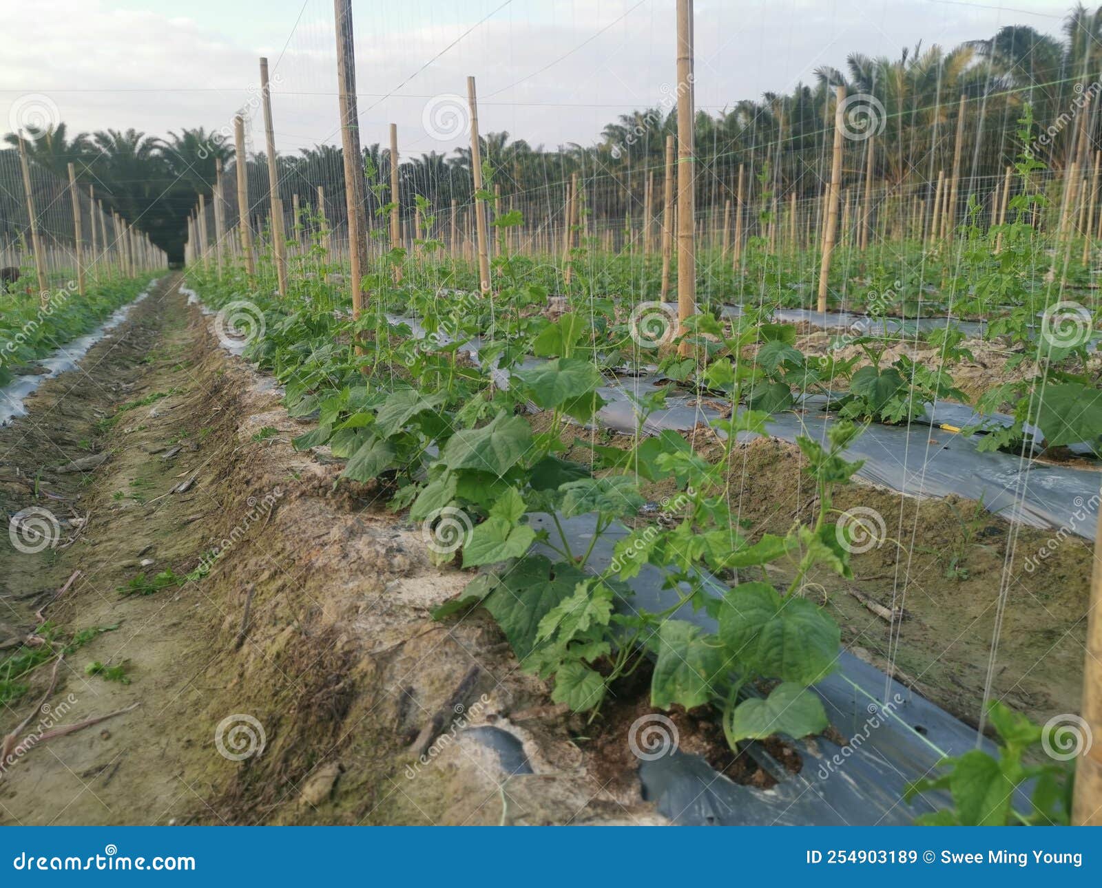 Young Creeping Gourd Plants Crawling Up To The String Poles Stock Image Image Of Outdoor