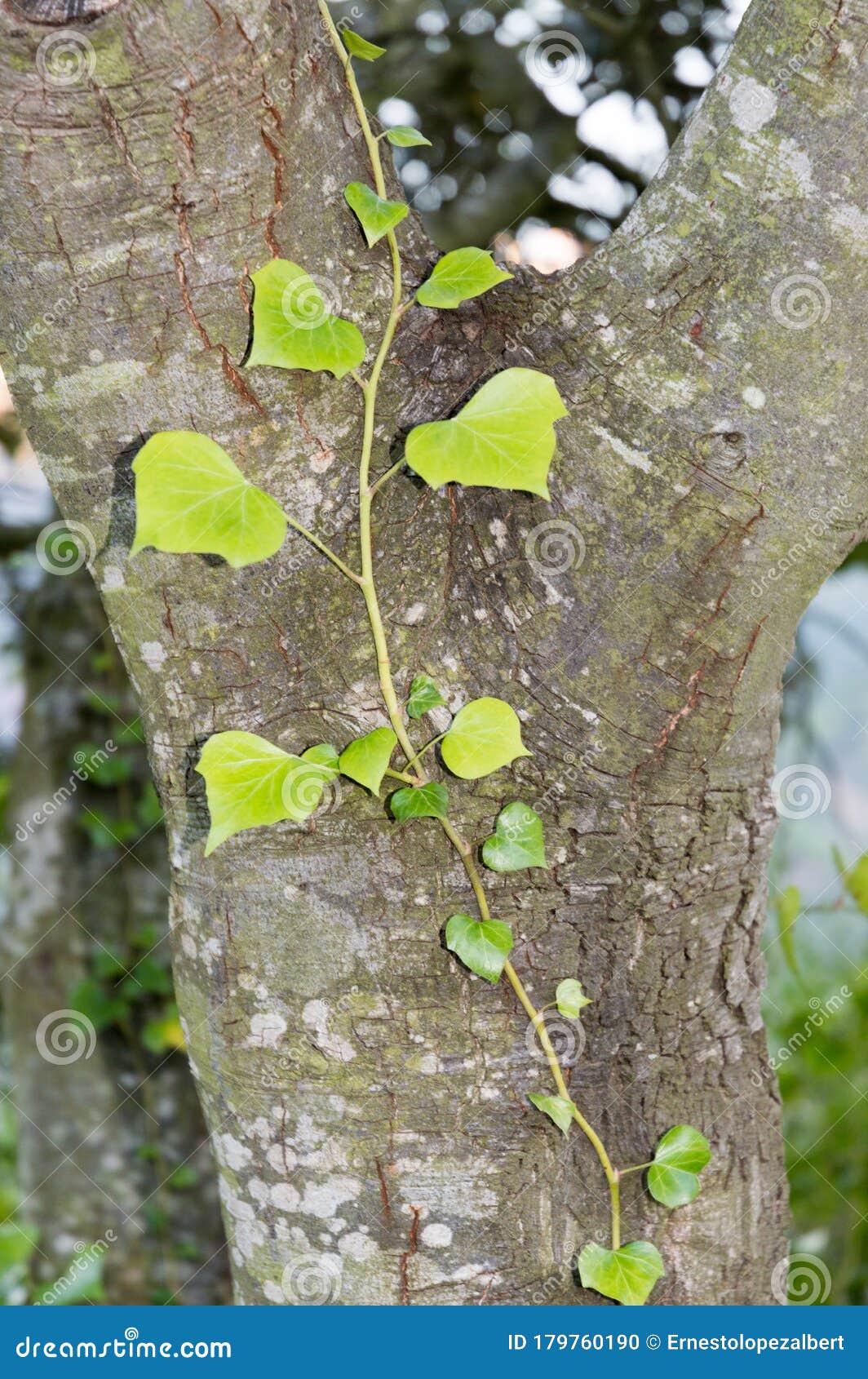 Young Ivy Stem Attached To the Trunk of a Tree Stock Photo - Image of ...