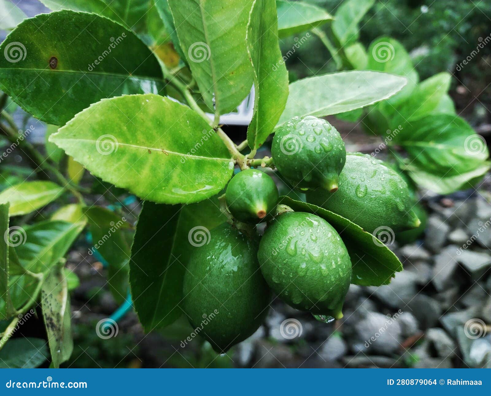 Image of a Young Lemon in the Rain Stock Photo - Image of rain, young ...