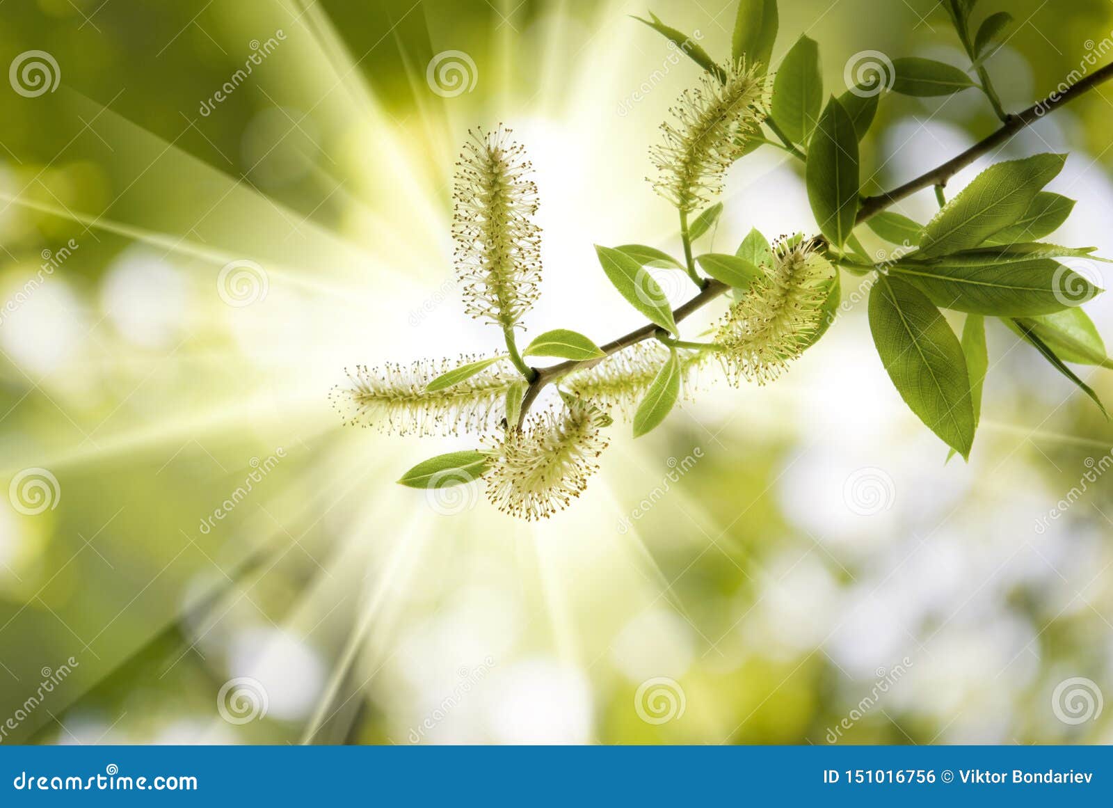 Image of Young Sprouts on a Tree Branch Close-up Stock Photo - Image of ...