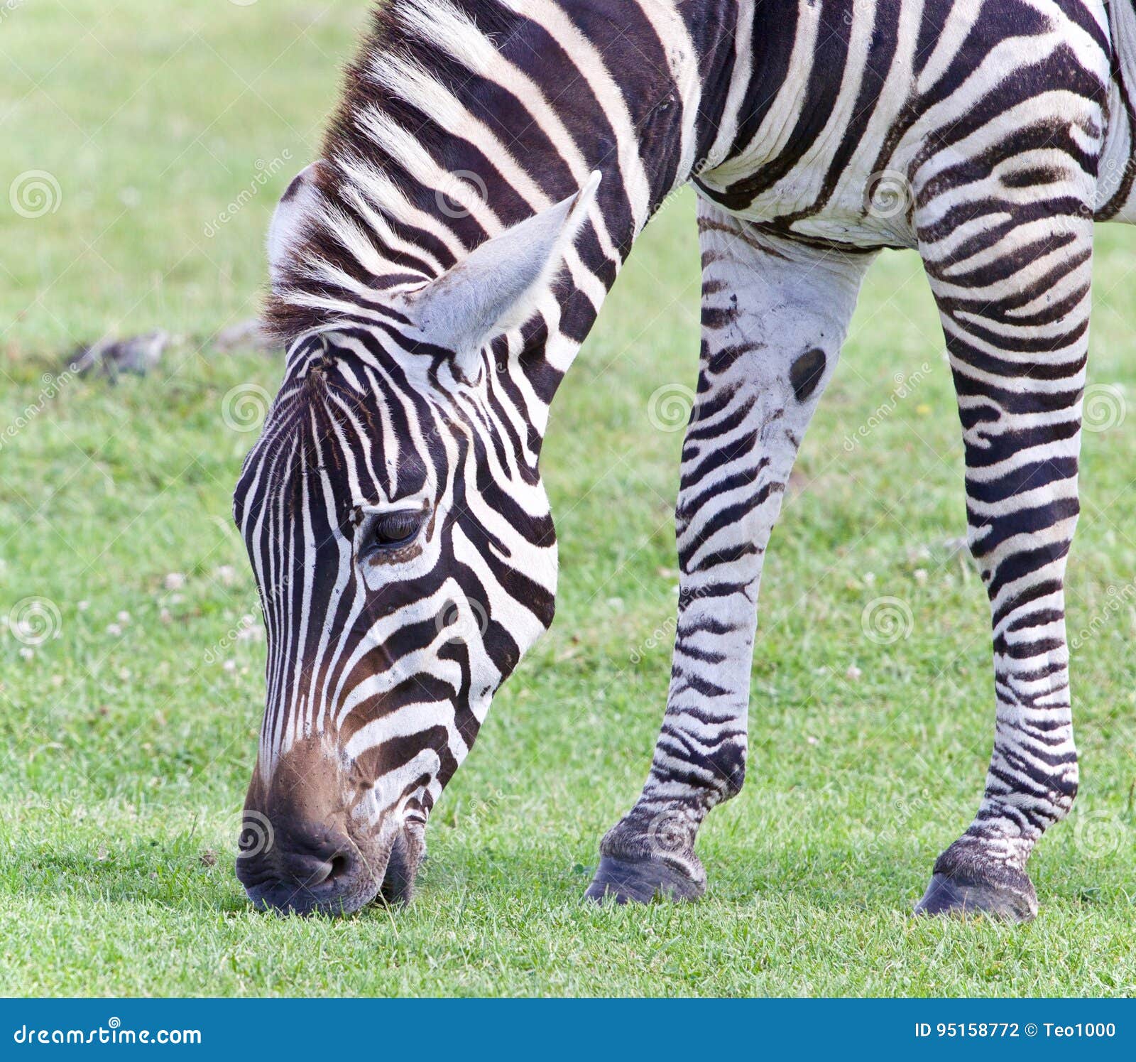 Image of a Zebra Eating the Grass on a Field Stock Photo - Image of ...