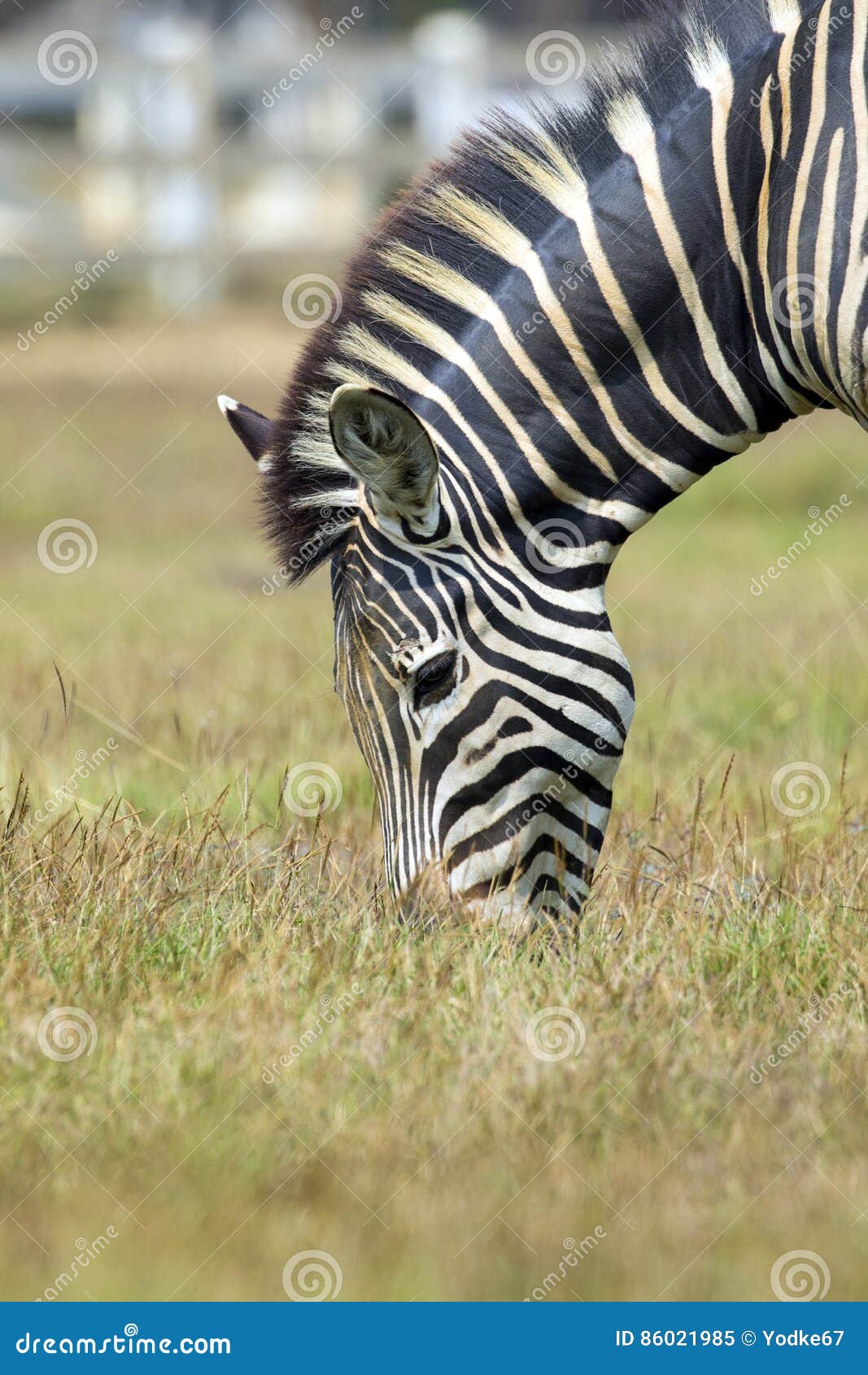 Image of an Zebra Eating Grass on Nature Background. Stock Image ...