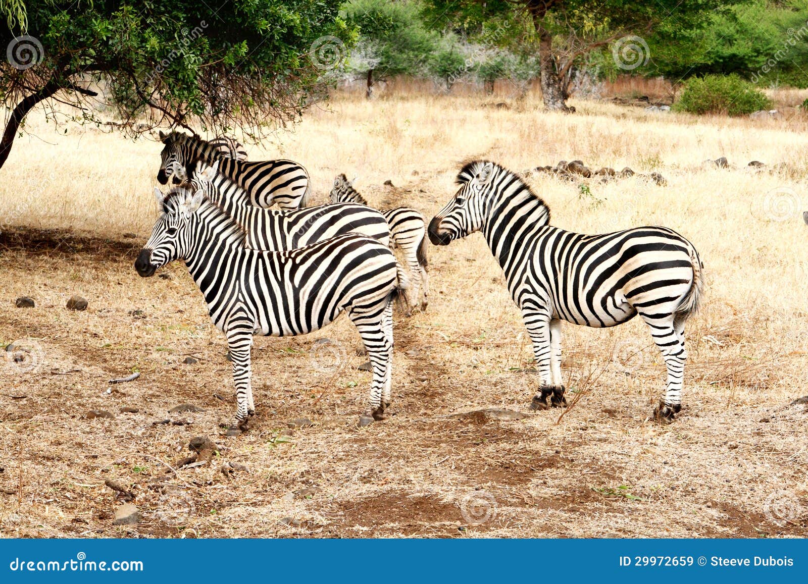 Zebra Family Standing Still Stock Image - Image of white, young: 29972659
