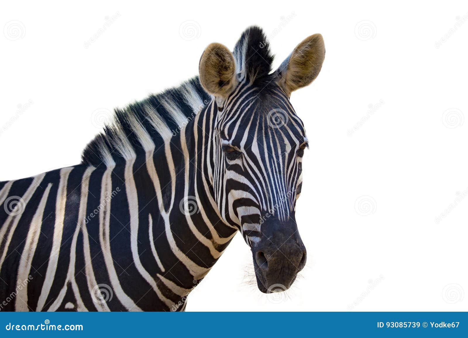 Zebra White Background Stock Photos - 7,546 Images